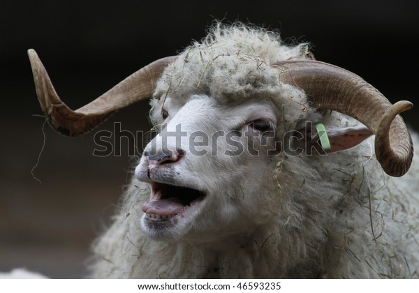 Talking Sheep Stock Photo (Edit Now) 46593235