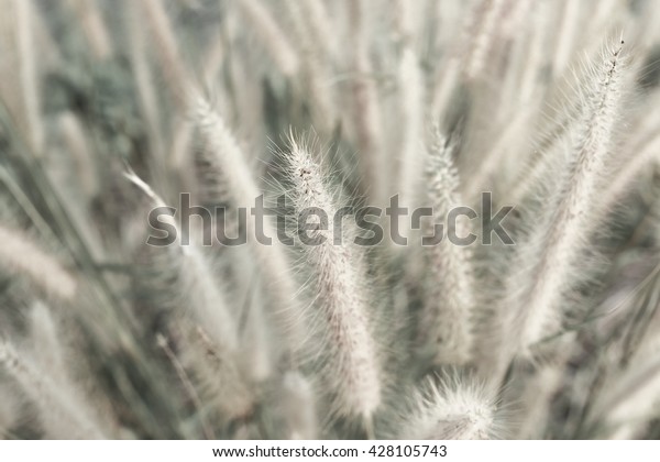Tall Grass Filter Effect Stock Photo 428105743 | Shutterstock