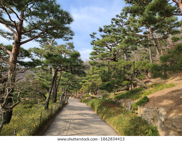 Tall Pine Trees Path Stock Photo 1862834413 | Shutterstock