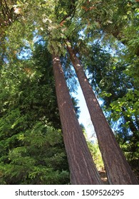Tall Tree Split Into Two Stock Photo 1509526295 | Shutterstock