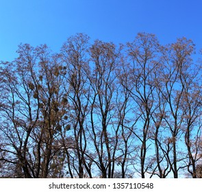 43 Aphyllous plant Images, Stock Photos & Vectors | Shutterstock