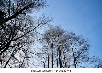 43 Aphyllous plant Images, Stock Photos & Vectors | Shutterstock