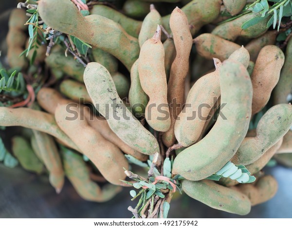 Tamarind Stock Photo 492175942 | Shutterstock