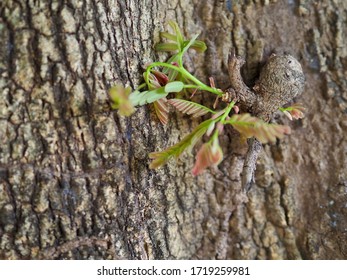 Tamarind trunk texture: 775 bilder, stockfoton och vektorer | Shutterstock