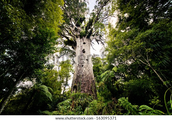 Tane Mahuta Big Kauri Tree Waipoua Stock Photo (Edit Now) 163095371 Tane Mahuta Big Kauri Tree Waipoua Stock Photo (Edit Now) 163095371