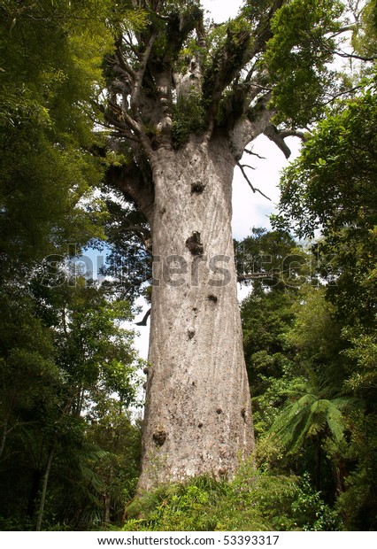 Tane Mahuta Big Kauri Tree Waipoua Stock Photo (Edit Now) 53393317 Tane Mahuta Big Kauri Tree Waipoua Stock Photo (Edit Now) 53393317