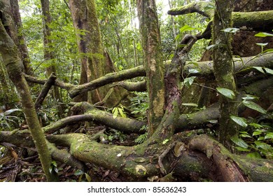 5,875 Jungle fallen tree Images, Stock Photos & Vectors | Shutterstock