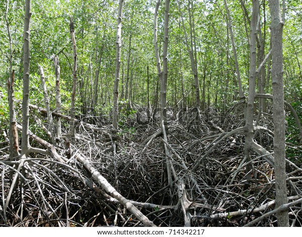 Tangled Tree Root System Mangrove Forest ภาพสต็อก 714342217 | Shutterstock