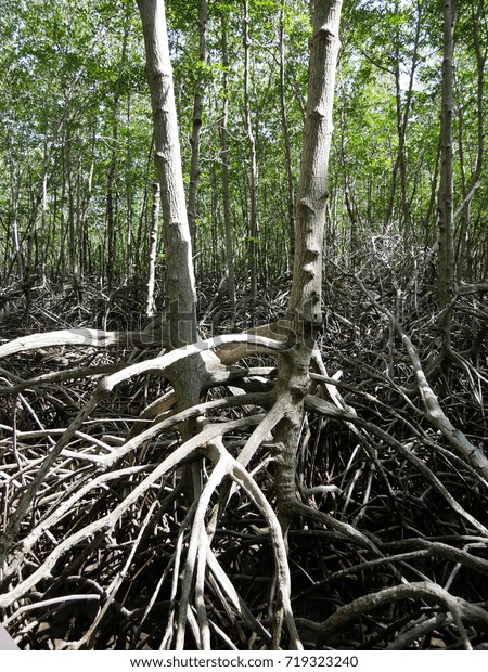 Tangled Tree Root System Mangrove Forest Stock Photo 719323240 ...