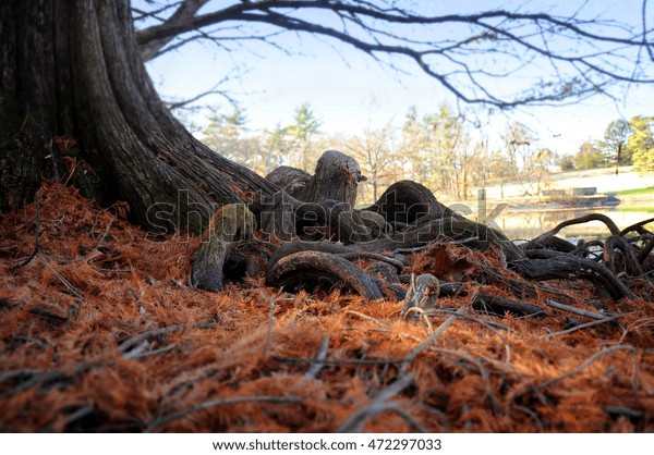 Tangled Tree Roots Stock Photo 472297033 | Shutterstock