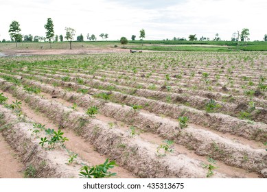 Tapioca Farm Stock Photo 435313669 | Shutterstock