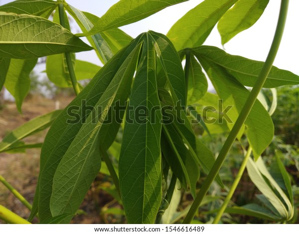 Tapioca Fields On Natural Background Grow Stock Photo 1546616489 ...