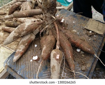 Tapioca Root Vegetable Stock Photo 1300266265 | Shutterstock