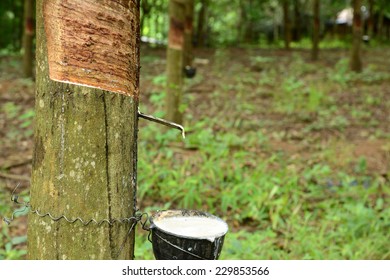 Rubber Latex Extracted Rubber Tree Hevea Stock Photo 546240769 ...