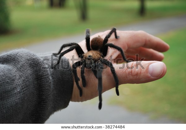 Tarantula Hand Stock Photo (Edit Now) 38274484