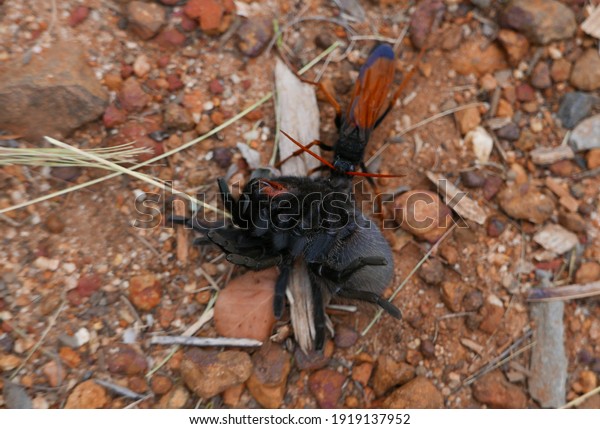 283 imágenes de Spider hawk - Imágenes, fotos y vectores de stock ...