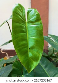 Taro Leaves Infested Insects Stock Photo 2187238167 | Shutterstock
