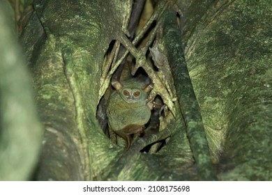 Tarsius Monkey On Gap Tree Trunk Stock Photo 2108175698 | Shutterstock