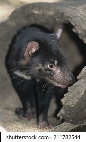 Tasmanian Devil Log Stock Photo 211782544 | Shutterstock