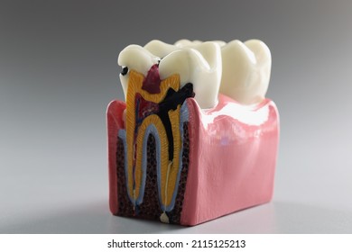 244 Mouth cross section Stock Photos, Images & Photography | Shutterstock