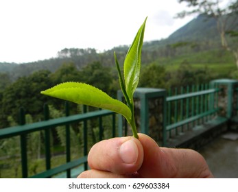 Teal Leaf Stock Photo 629603384 | Shutterstock