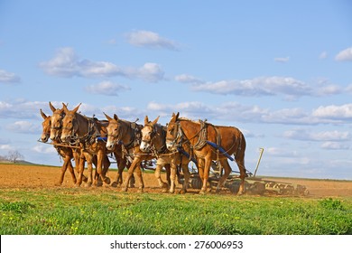 791 Mule teeth Images, Stock Photos & Vectors | Shutterstock