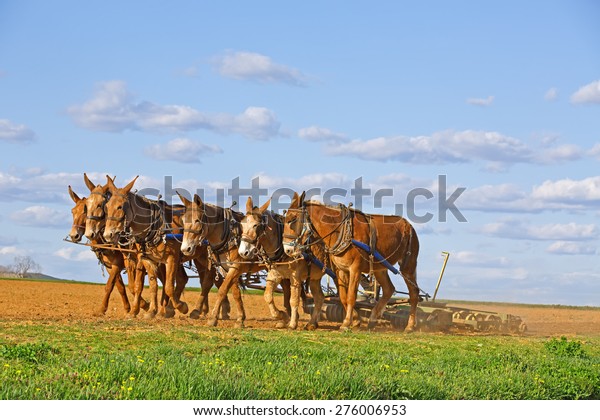 723 Mule Team Images, Stock Photos & Vectors | Shutterstock