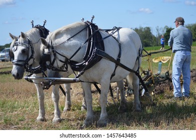 Team Work Horses Standing While Plow Stock Photo 1457643485 | Shutterstock