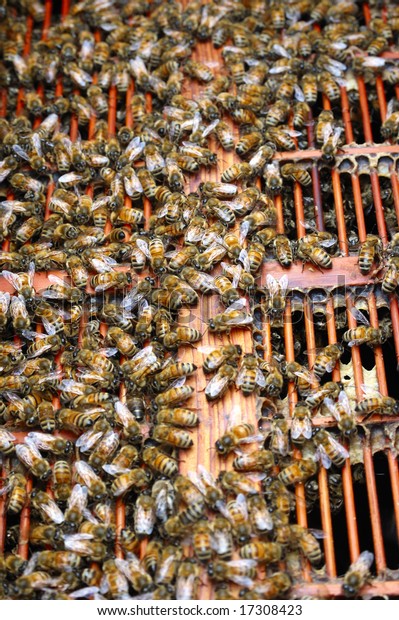 Teamwork Bee Home Stock Photo (Edit Now) 17308423