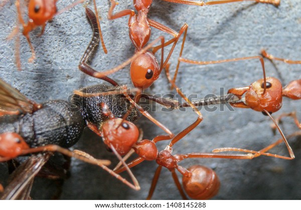 Teamwork Red Ant Group Stock Photo 1408145288 | Shutterstock