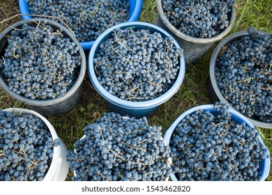 Technology Collection Preparation Grapes Processing Wine Stock Photo ...