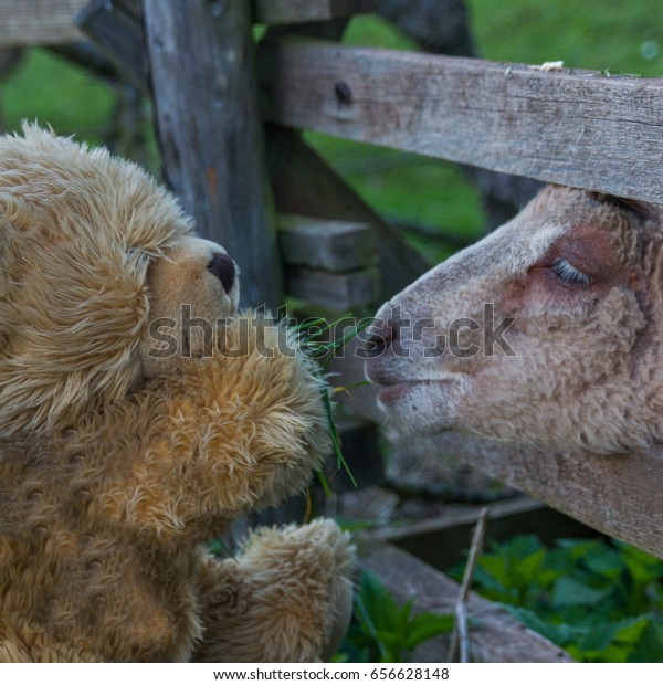 Teddy Bear Sheep Stock Photo 656628148 | Shutterstock