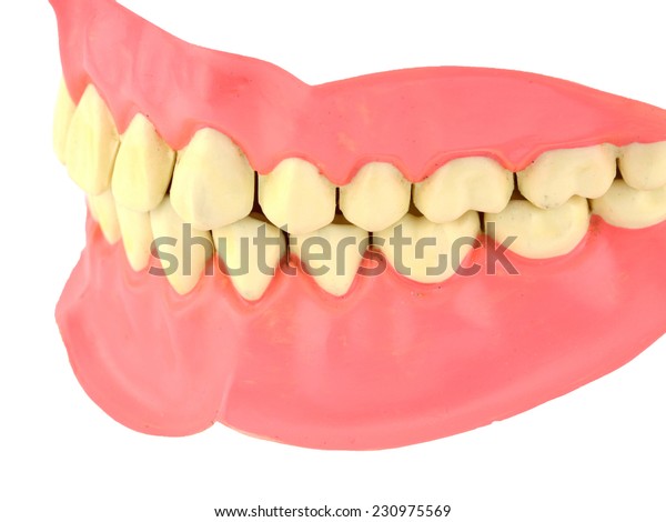 Teeth Anatomical Model Stock Photo (Edit Now) 230975569