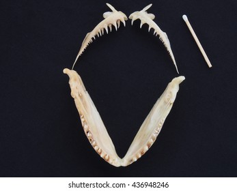 Teeth Large Flounder Stock Photo (Edit Now) 436948240