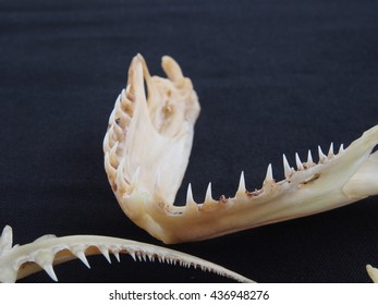 Teeth Large Flounder Stock Photo 436948276 | Shutterstock