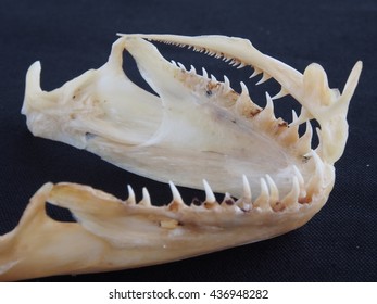 Teeth Large Flounder Stock Photo 436948282 | Shutterstock