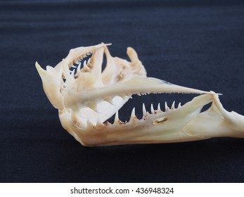 Teeth Large Flounder Stock Photo 436948324 | Shutterstock
