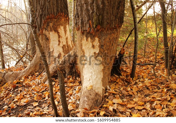 Teeth Marks Beaver Tree Gnawed By Stock Photo (Edit Now) 1609954885