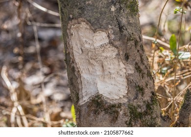 1,615 Beaver marks Images, Stock Photos & Vectors | Shutterstock