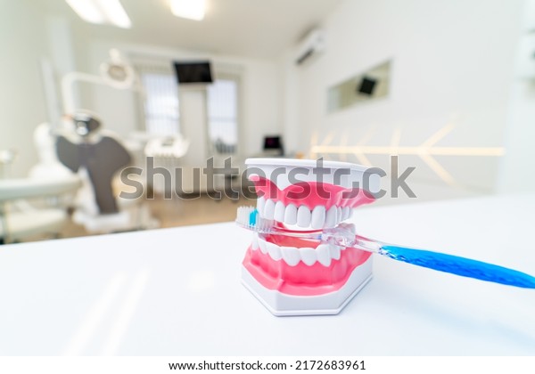 Teeth Plastic Example Plastic Anatomical Model Stock Photo 2172683961 ...