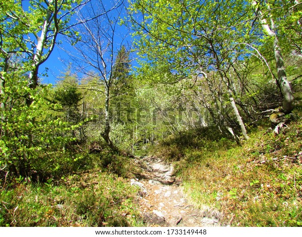 Temperate Deciduous Broadleaf Beech Forest On Stock Photo 1733149448 ...