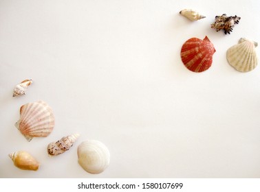 Template Shells On White Background Isolated Stock Photo 1580107699 ...