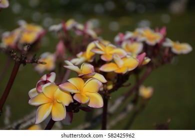 Temple Tree Flower Stock Photo 582425962 | Shutterstock
