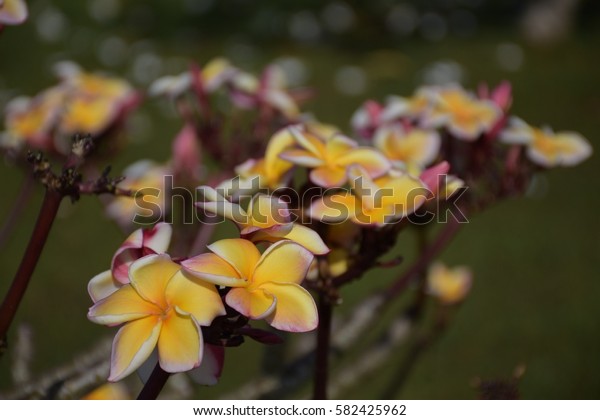 Temple Tree Flower Stock Photo 582425962 | Shutterstock