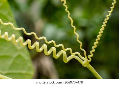 Tendril Threadlike Specialized Stem Leaf Petiole Stock Photo 2060707478 ...