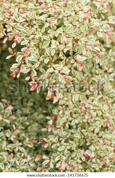 Terminalia Leaf Stock Photo 141736675 | Shutterstock