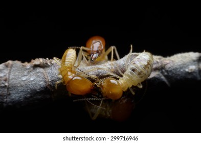 Termite Stock Photo 299716946 | Shutterstock