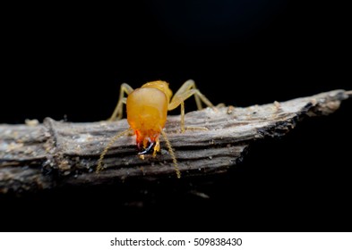 Crab Larvae Zooplankton Marine Under Microscope Stock Photo 633517847 ...