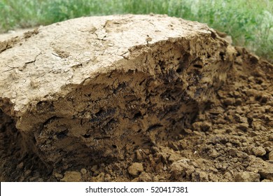 Termite Nest Cross Section Spring Desert Foto de stock 520417381 ...