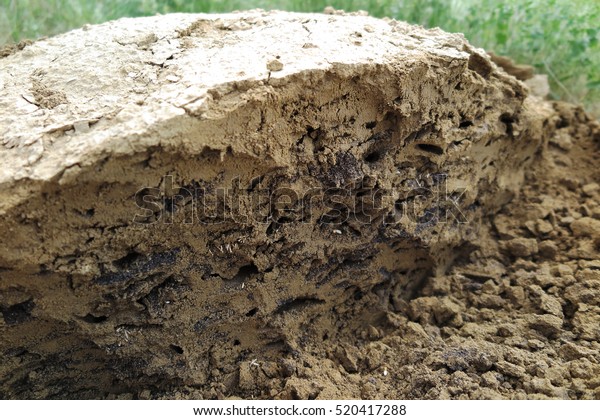 Termite Nest Cross Section Spring Desert Stock Photo 520417288 ...